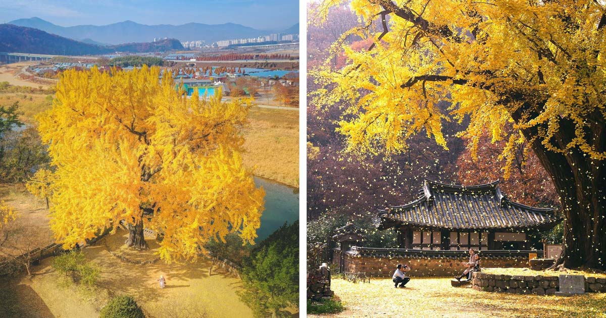 Breathtaking Photos of Golden Ginkgo Trees Blanketing the Ground With ...