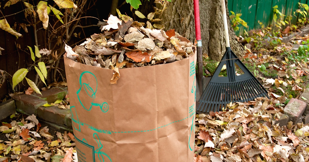 Scientists Say Not to Bag Your Raked Leaves This Fall | My Modern Met