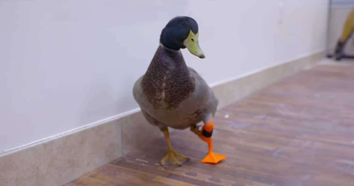 Waddles the Disabled Duck Walks for the First Time on His 3D-Printed ...