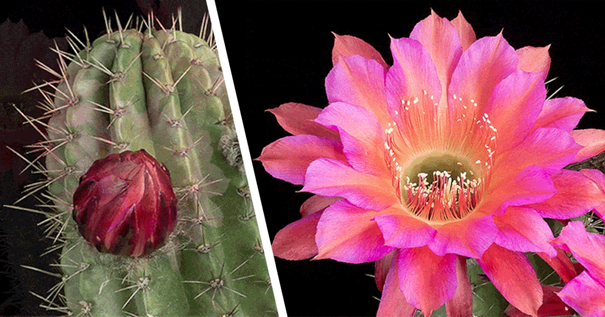 Colorful Cacti Bloom Like Explosive Fireworks in Time-Lapse Videos | My ...