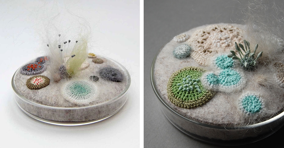 Felted Fungus Art “Growing” in Petri Dishes Shows the Unexpectedly Cute ...