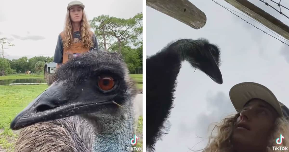 Emmanuel Is Now the Most Famous Emu in the World for Knocking Over the ...