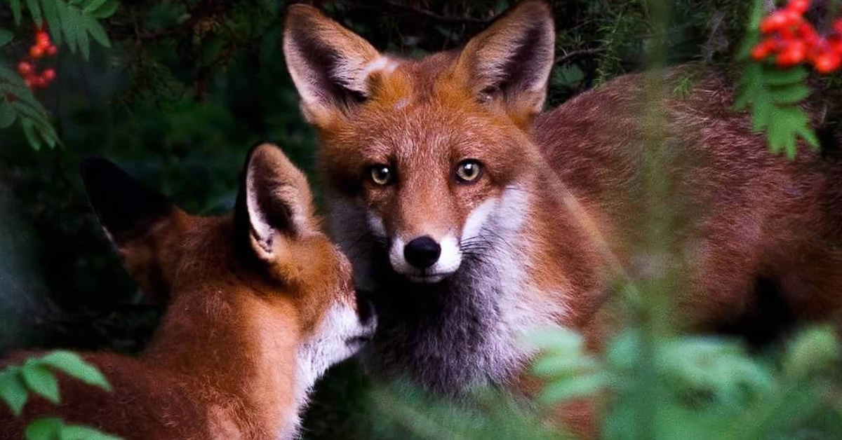 Photographer Captures Enchanting Photos of Finland’s Forest Animals in ...