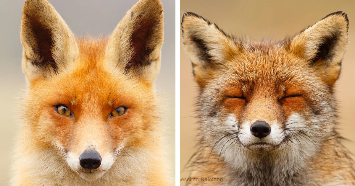 Photographer Compiles 64 Fox Face Portraits To Highlight Their ...