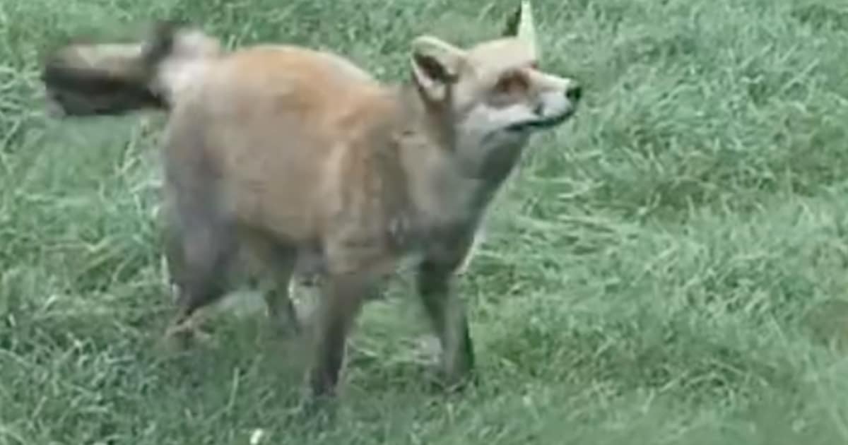 Watch a Joyful Young Fox Discover Frost for the First Time | My Modern Met