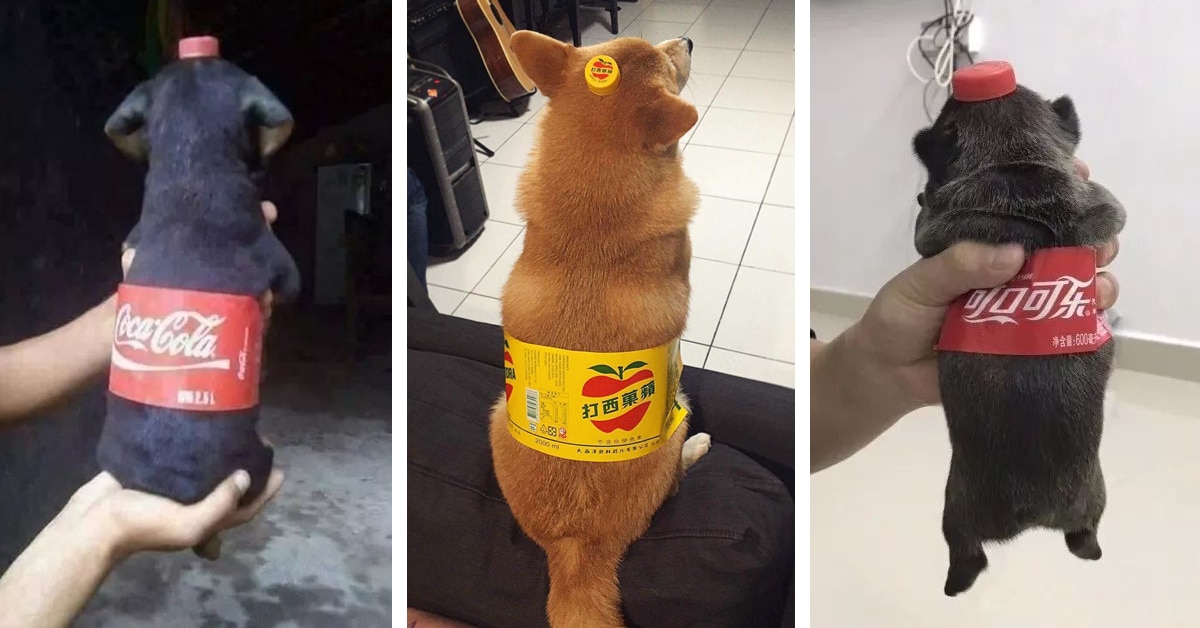 Pet Owners Are Turning Their Dogs into Refreshing “Soda Pups” for ...