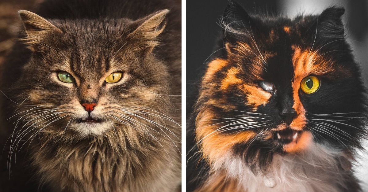 Dignified Portraits of Stray Cats Celebrate the Unique Beauty of ...