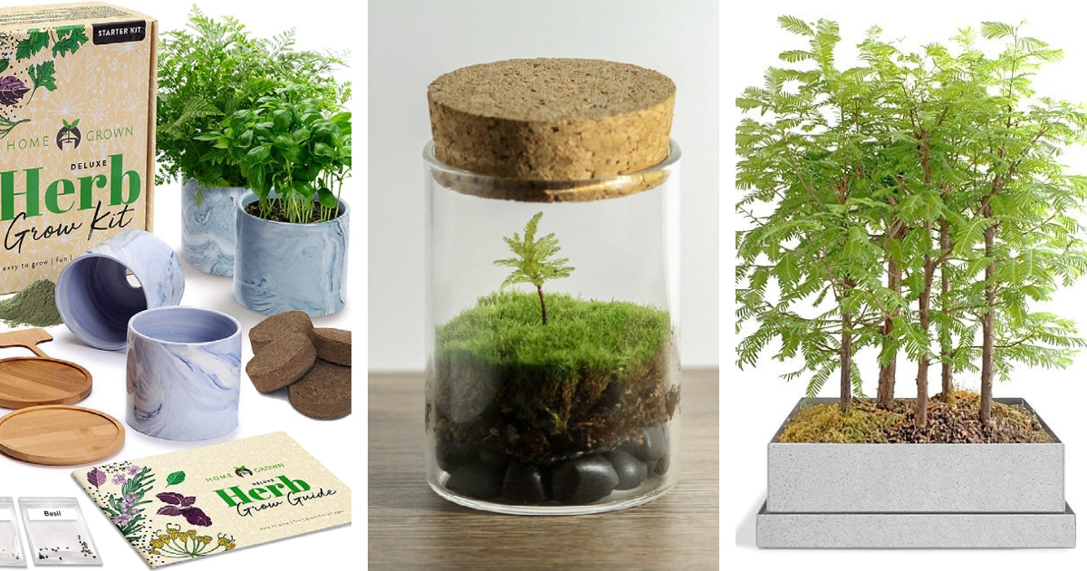 18 Seed and Grow Kits To Help Cultivate Your Green Thumb | My Modern Met