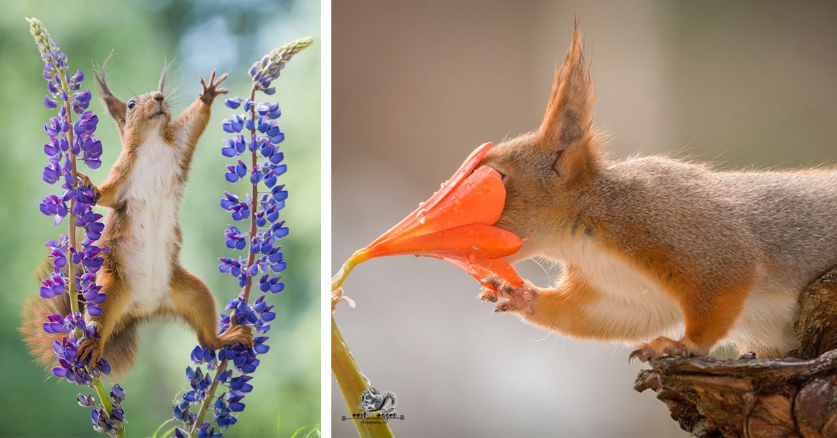 Photographer Captures Delightfully Candid Photos of Wild Squirrels ...