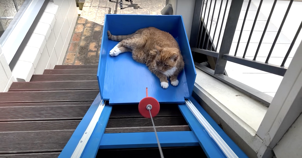Man Builds a Custom Home Elevator for His Beloved 20-Year-Old Cat | My ...