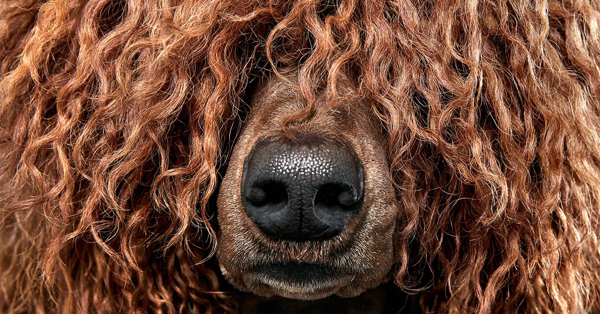 Up-Close Photos Capture the Diverse Textures and Patterns of Dogs Fur ...