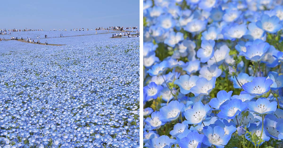 Millions of ‘Baby Blue Eyes’ Bloom in This Breathtaking Japanese Park ...
