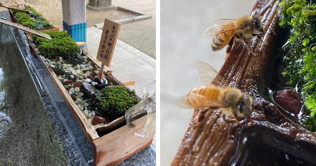 Japanese Shrine Creates Custom Water Sanctuary for Bees To Stay ...