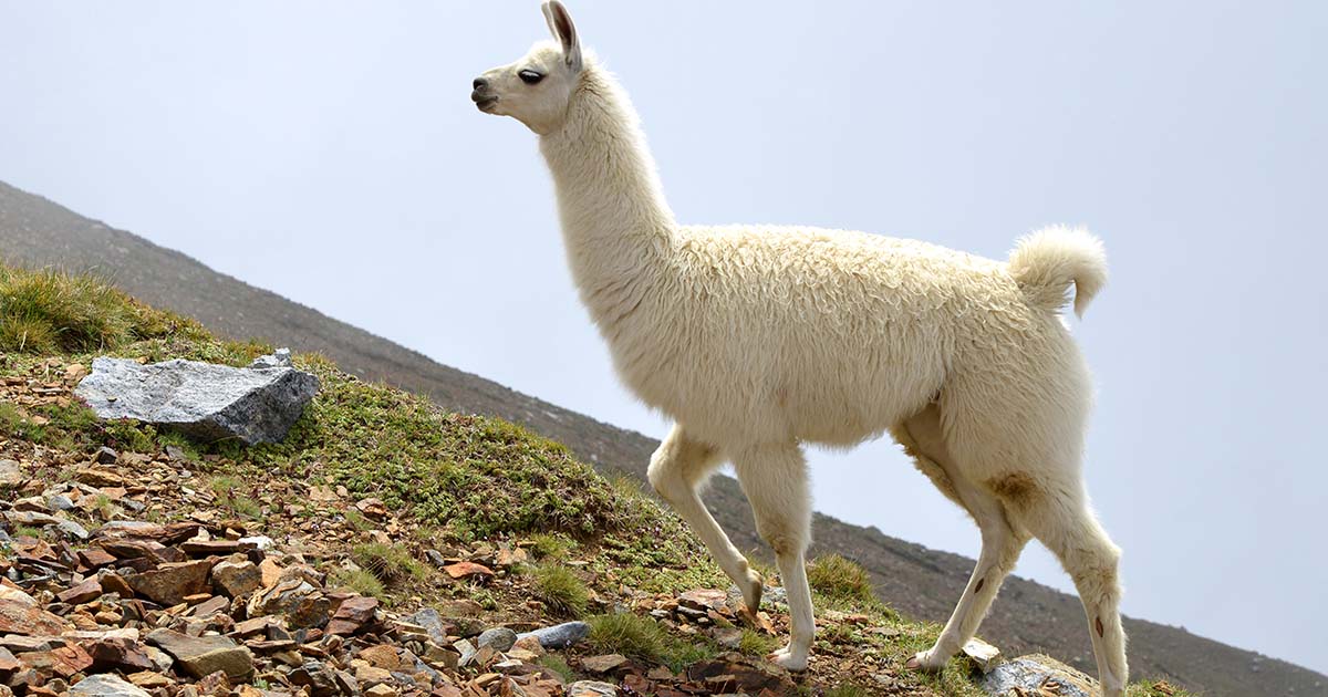 Learn How to Draw a Llama Step by Step | My Modern Met