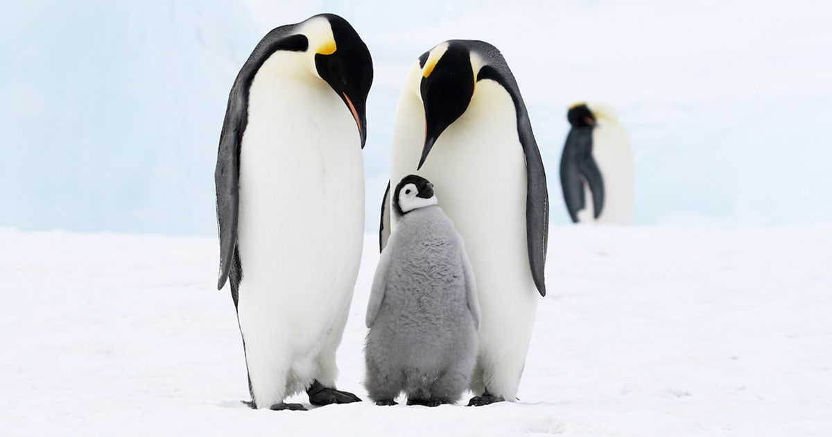 Learn How to Draw a Realistic Emperor Penguin Adult and Its Chick Step ...