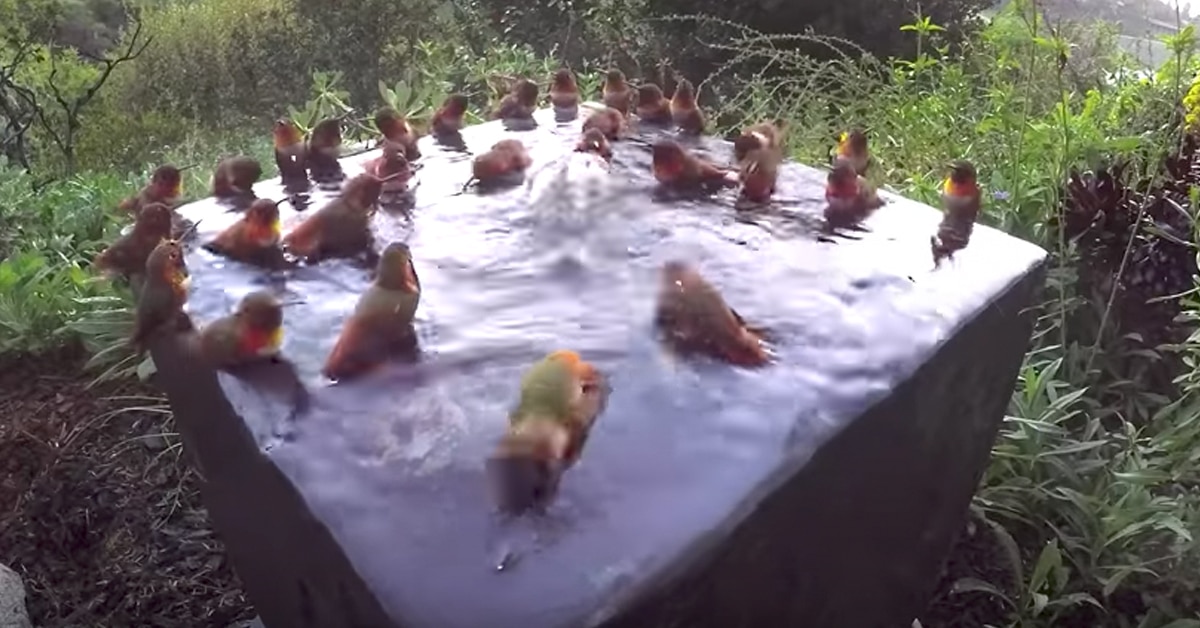 30 Hummingbirds Gather in Bird Bath for a Mini Pool Party Ritual | My ...