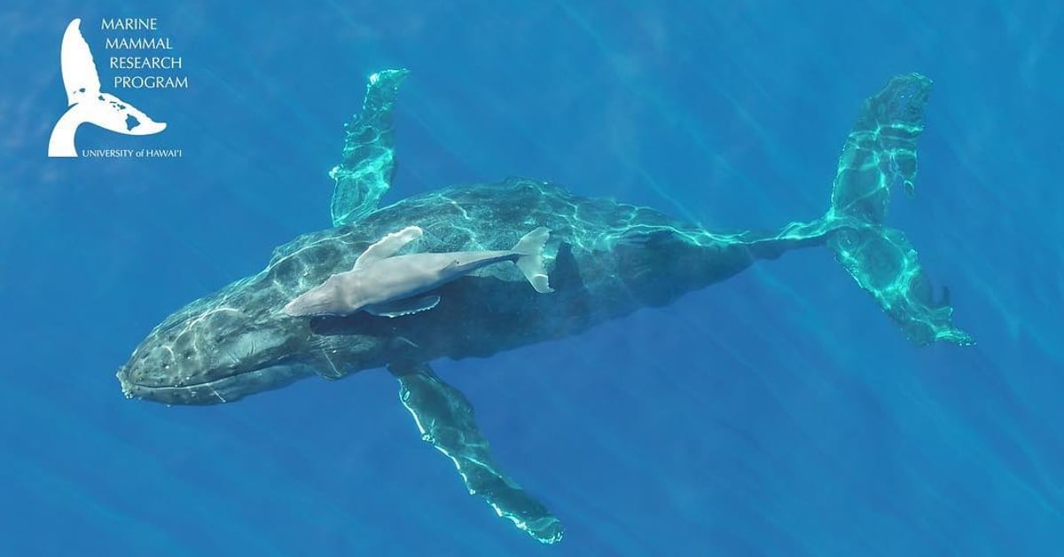 Researcher Captures Rare Footage of Humpback Whale Calf Minutes After ...