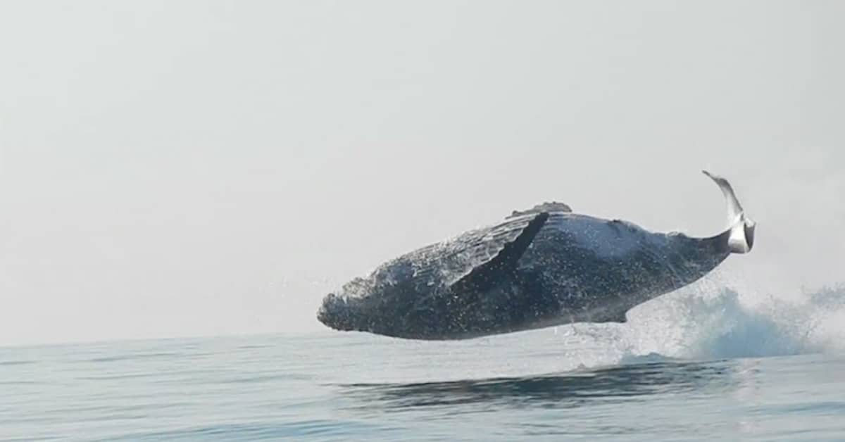 Rare Video Captures 40-Ton Whale Gleefully Leaping Fully Out of the ...