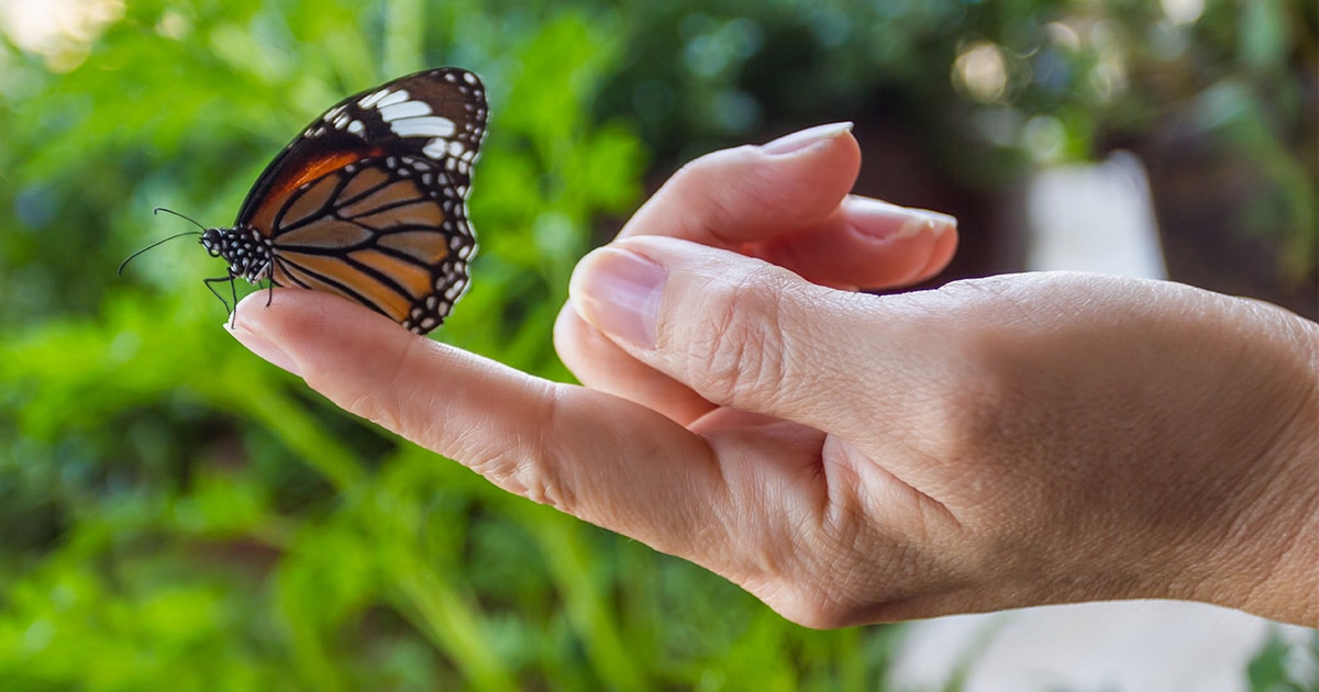 New Research Finds That Insects Can Possibly Feel Pain | My Modern Met