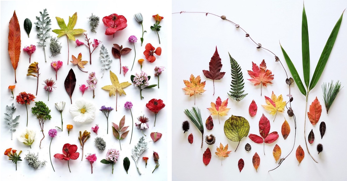 Visually Satisfying Compositions of Flowers and Botanical Arrangements ...