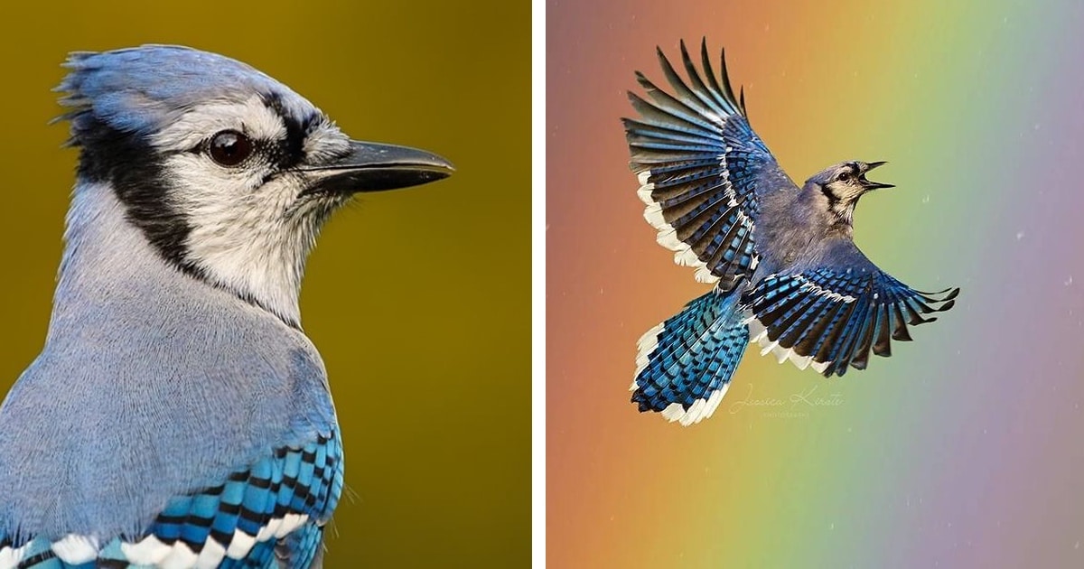 Photographer Befriends the Birds in Her Backyard and They Become Her ...