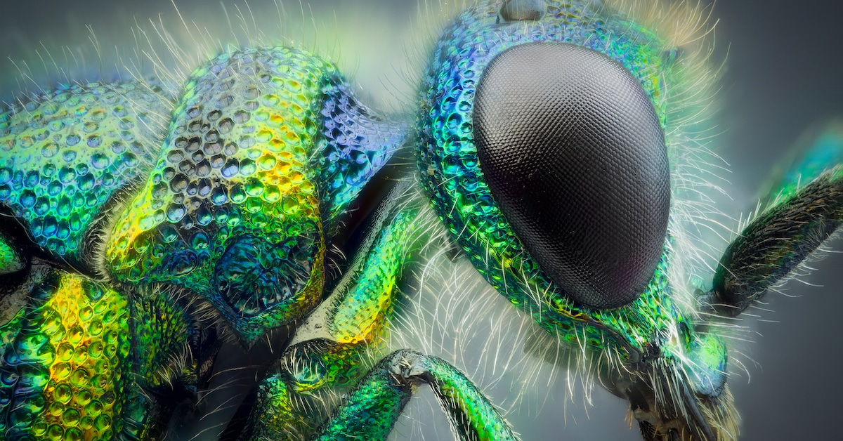 Interview: Close-Up Photos of Insects Looking Like Aliens Straight Out ...