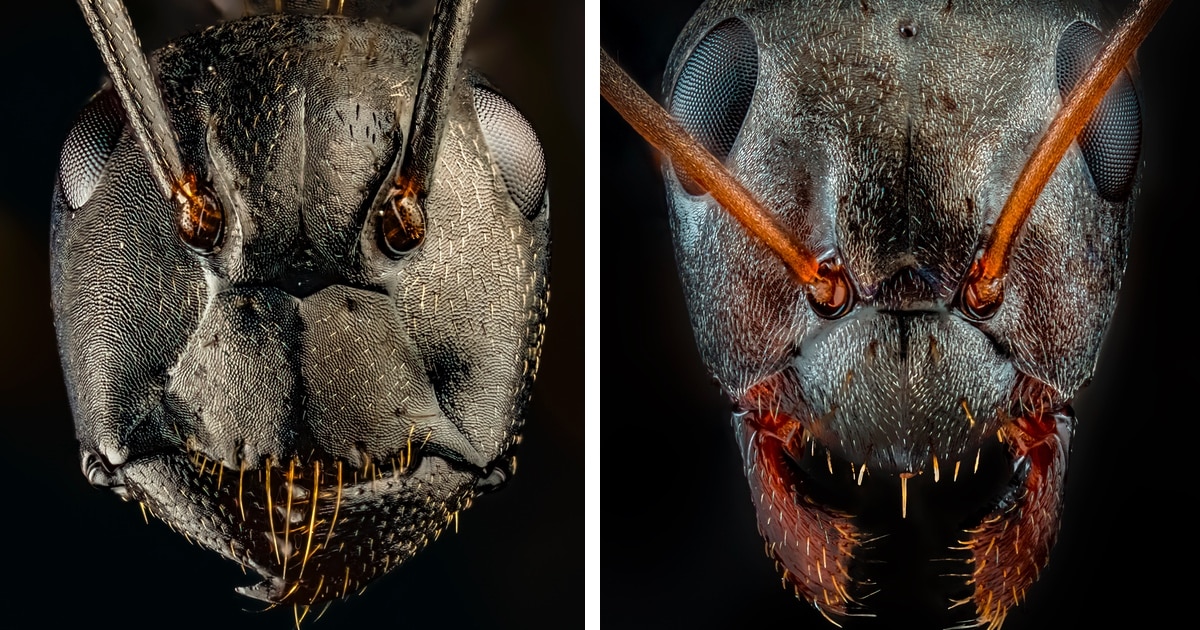 These Unexpectedly Fearsome Photos of Ants Will Keep You Up at Night ...