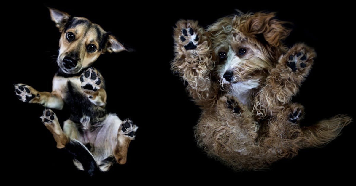Adorable Underbelly Photos of Dogs Raise Funds for Animal Welfare | My ...