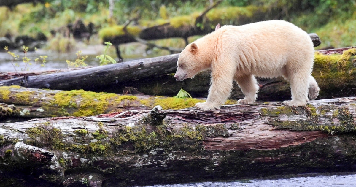 Photographer Gets Rare Glimpse of British Columbia’s Spirit Bears | My ...