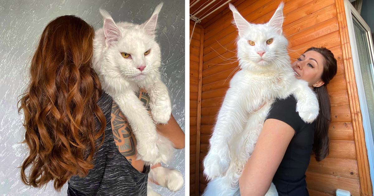 This Giant Maine Coon Cat Is So Big That People Think He’s a Dog | My ...