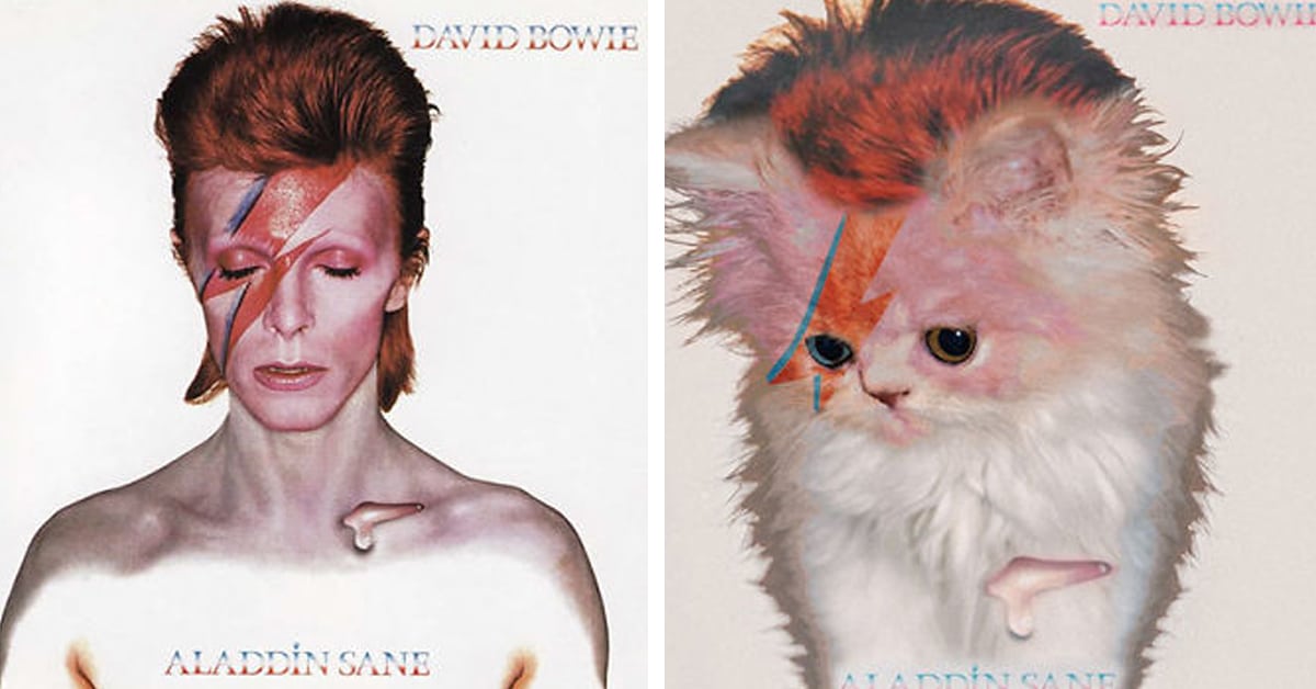 Iconic Album Covers Are Absolutely Adorable When Replaced with Kittens ...