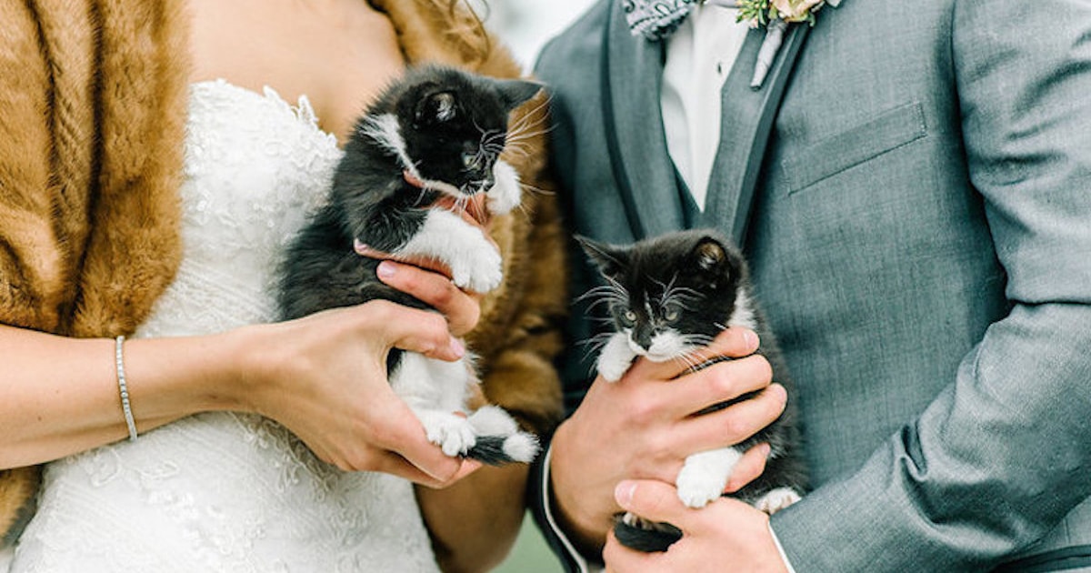 Cat-Loving Veterinarian Couple Surprises Their Wedding Party with ...