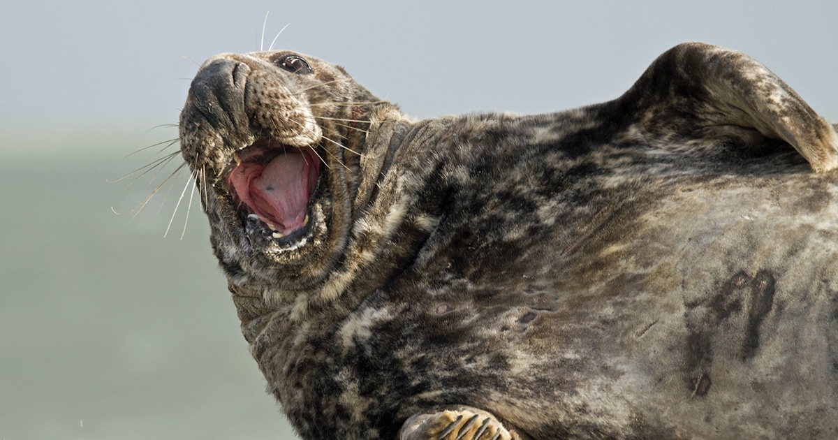 Study Finds That 65 Different Species of Animals Laugh To Express ...