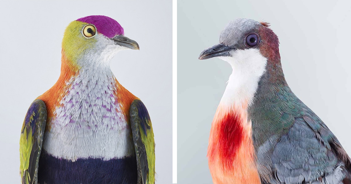 Photographer Captures the Diverse Beauty of Naturally Colorful Birds ...