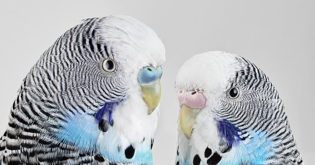 Elegant Bird Portraits Highlight the Refined Beauty of Our Feathered ...