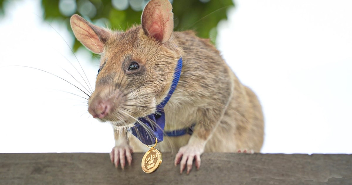 Landmine Detecting Rat Receives Gold Medal for Animal Bravery | My ...