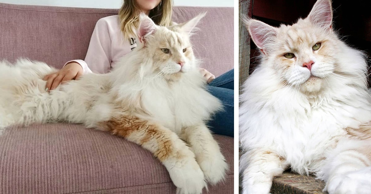 Meet Lotus: The Majestic Maine Coon Cat Who’s a Gigantic Ball of Love ...