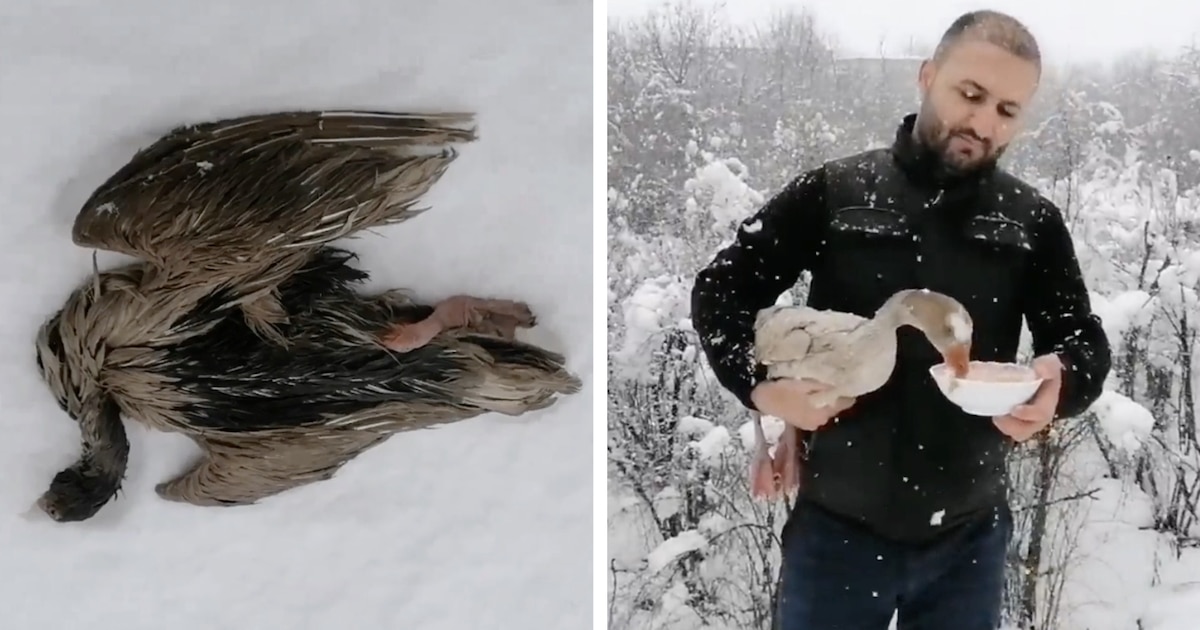 Kind Man Rescues Wild Goose From Freezing to Death and Nurses It Back ...
