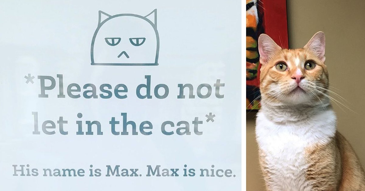 Curious Cat Gets Kicked Out of Library But Gains Massive Fame on the ...