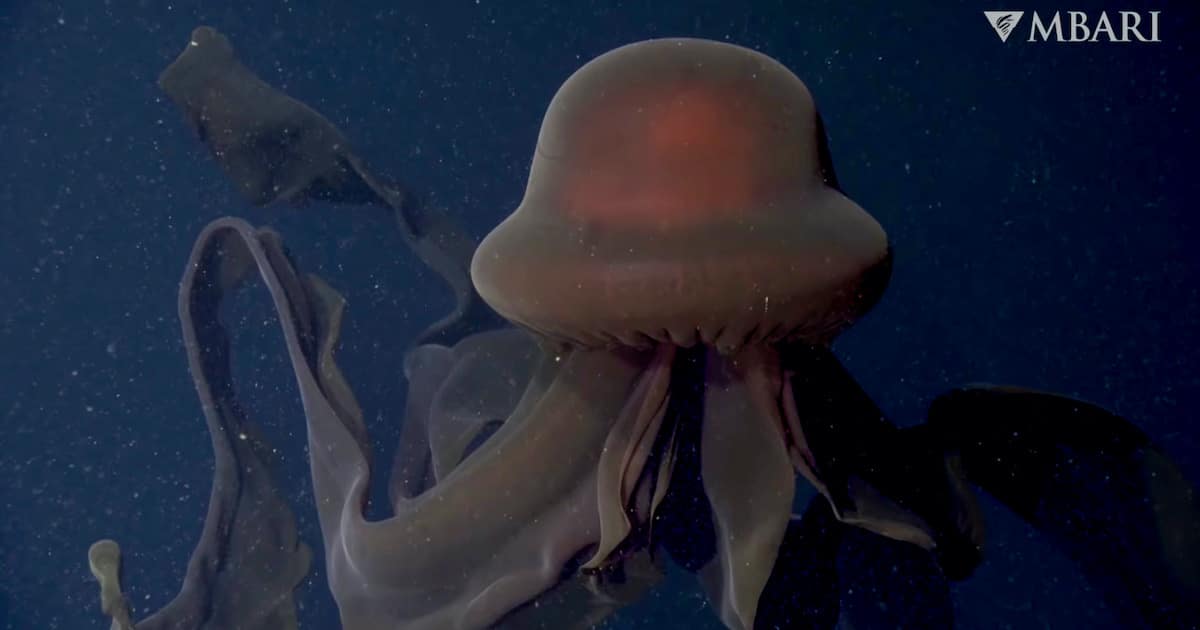 Rare Deep-Sea Sighting of a Giant Phantom Jellyfish Captured on Video ...