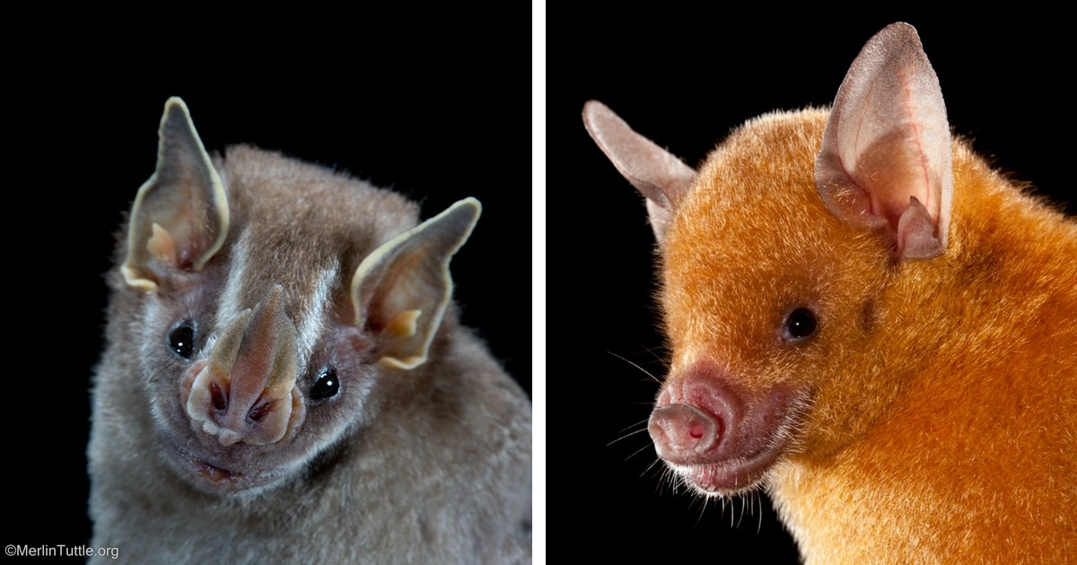 Sweet Bat Portraits Dispel Stereotypes of These Incredibly Important ...