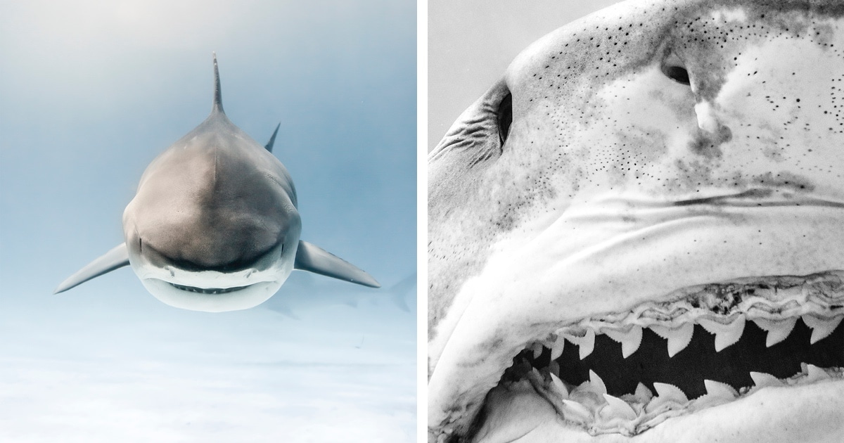 Shark Attack Survivor Now Advocates for Them Through Stunning ...