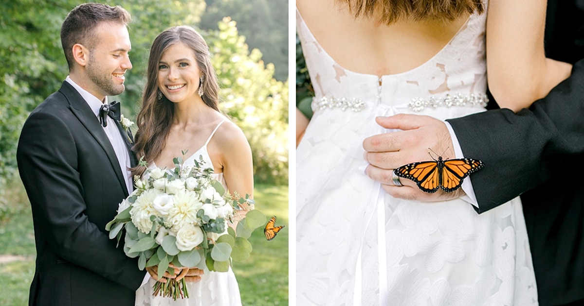 Wedding Photoshoot Gets a Fairytale Photobomb by a Beautiful Monarch ...