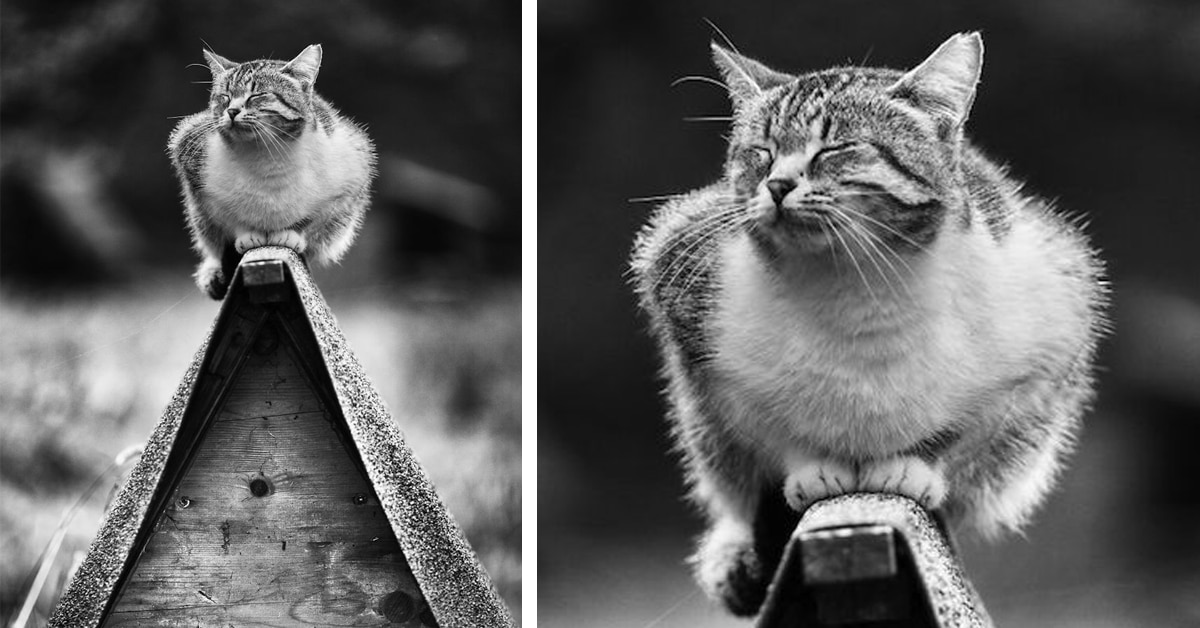 Photos of Fearless “Monorail Cats” Who Expertly Balance on Narrow Beams ...