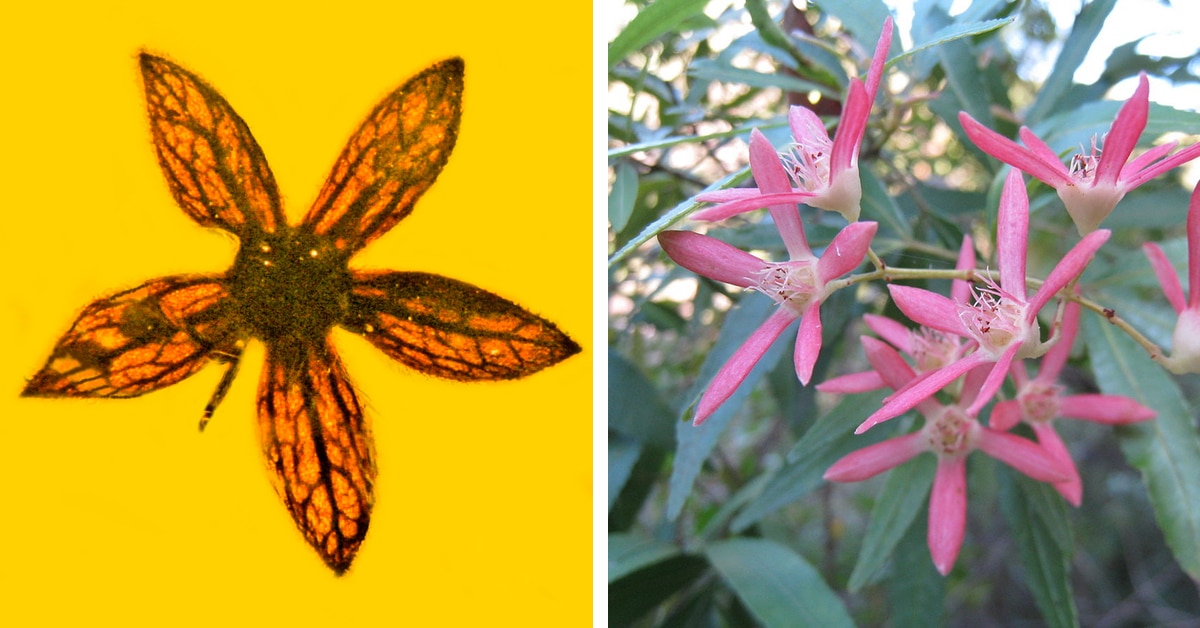 100-Million-Year-Old Flowers Discovered Perfectly Preserved in Amber ...