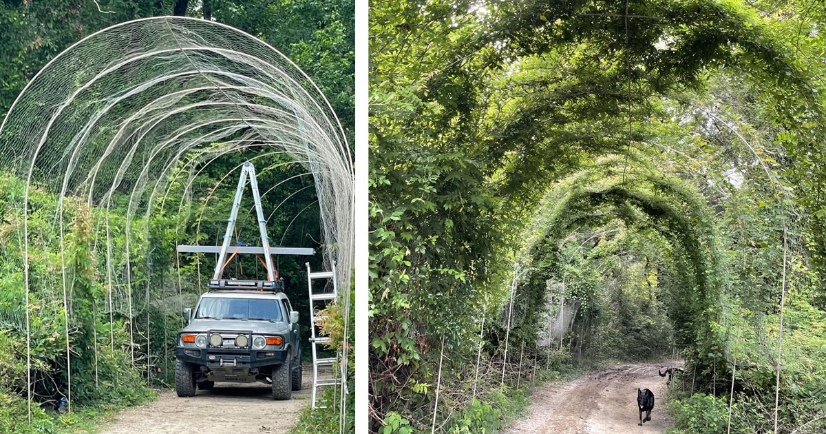 Man Sick of Pruning Driveway Creates Structure for Vines to Take Over ...