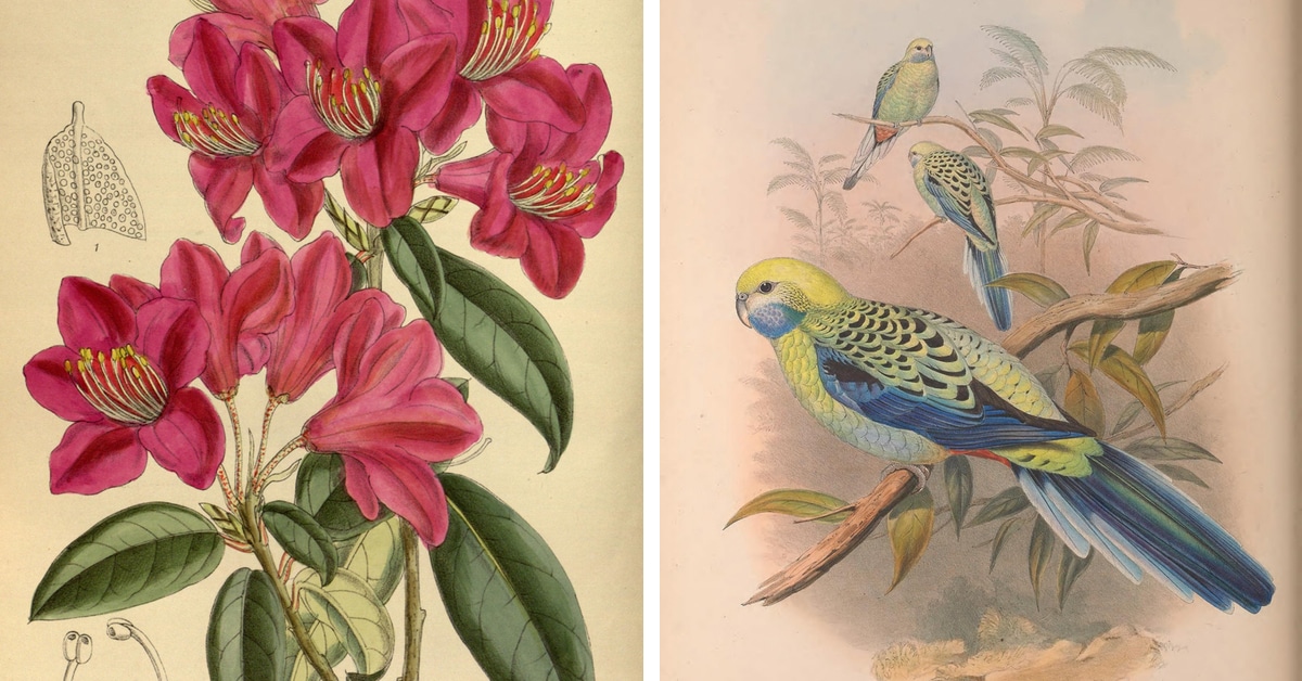 Biodiversity Heritage Library Puts 2 Million Botanical Illustrations ...