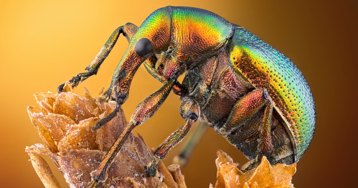 Marvel at Life Under the Microscope With the Winners of the Nikon Small ...