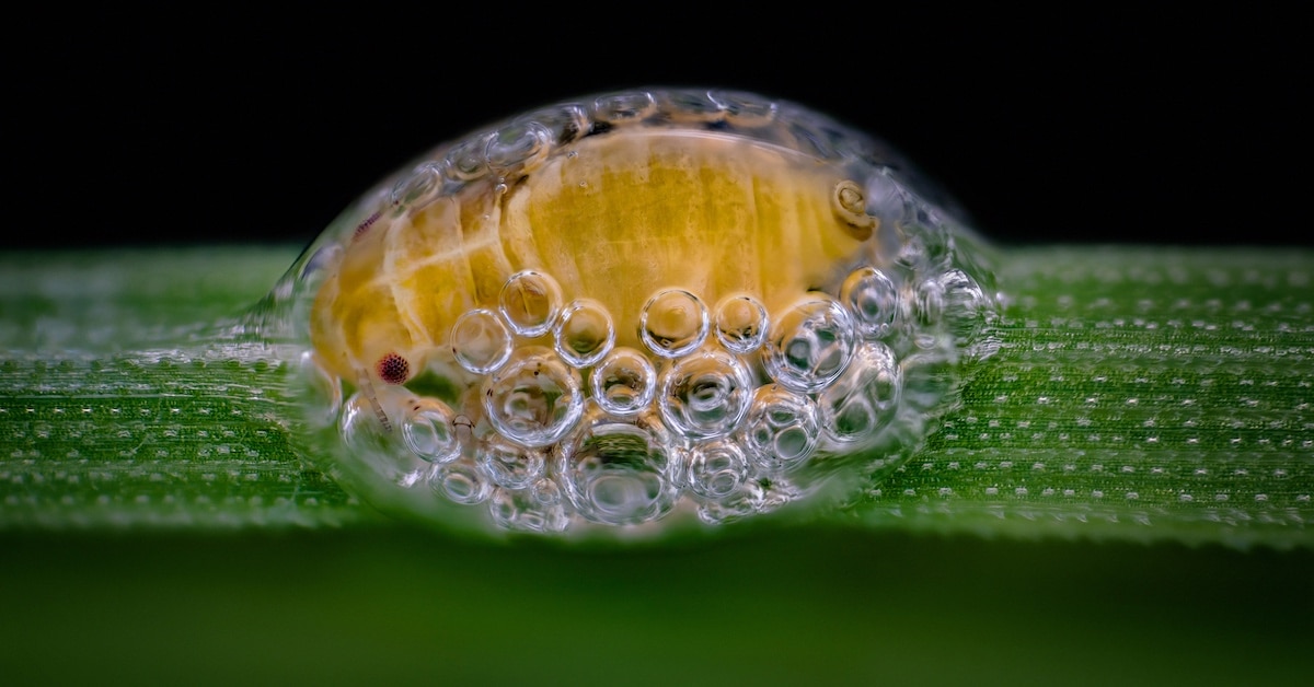 Winners of the 2018 Nikon Small World Contest Reveal the Hidden Beauty ...