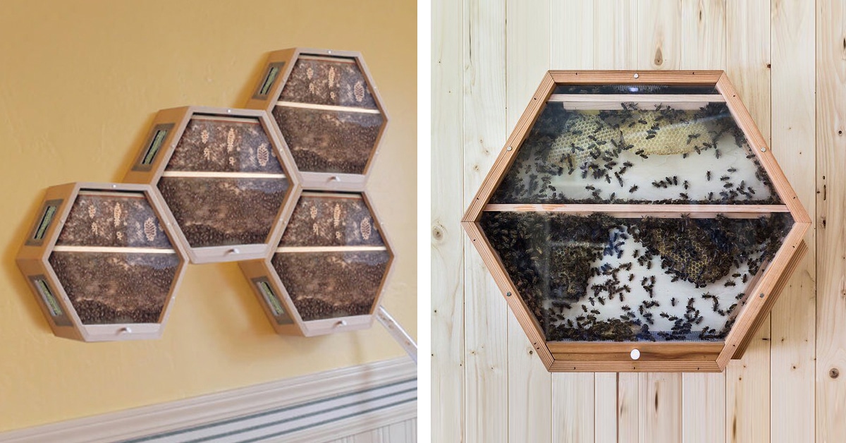 Designers Create Real Observation Beehive You Can Mount on Your Wall at ...